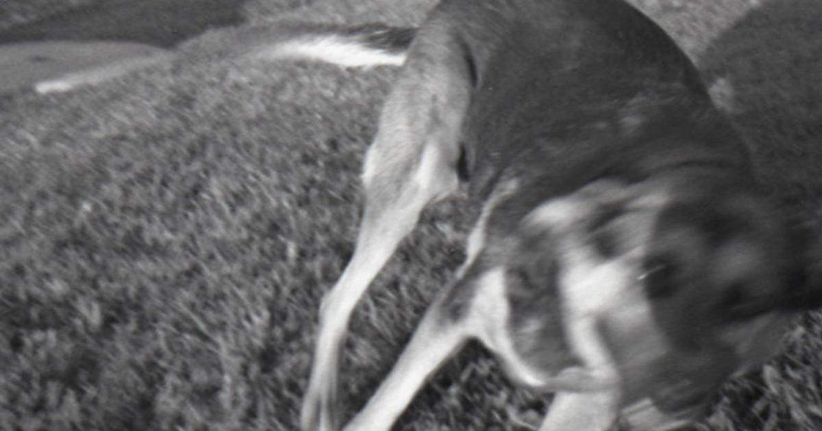 Independent Artist of the Week: frogurt | fbi.radio